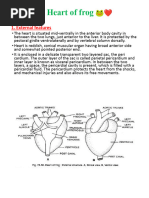 Circulatory System of Frog | PDF | Heart | Atrium (Heart)