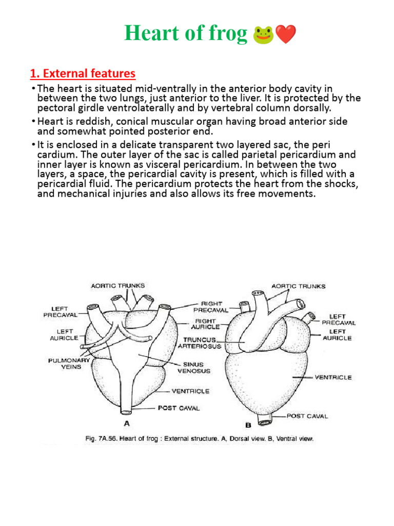 power point heart of frog.pptx | PDF | Heart Valve | Heart