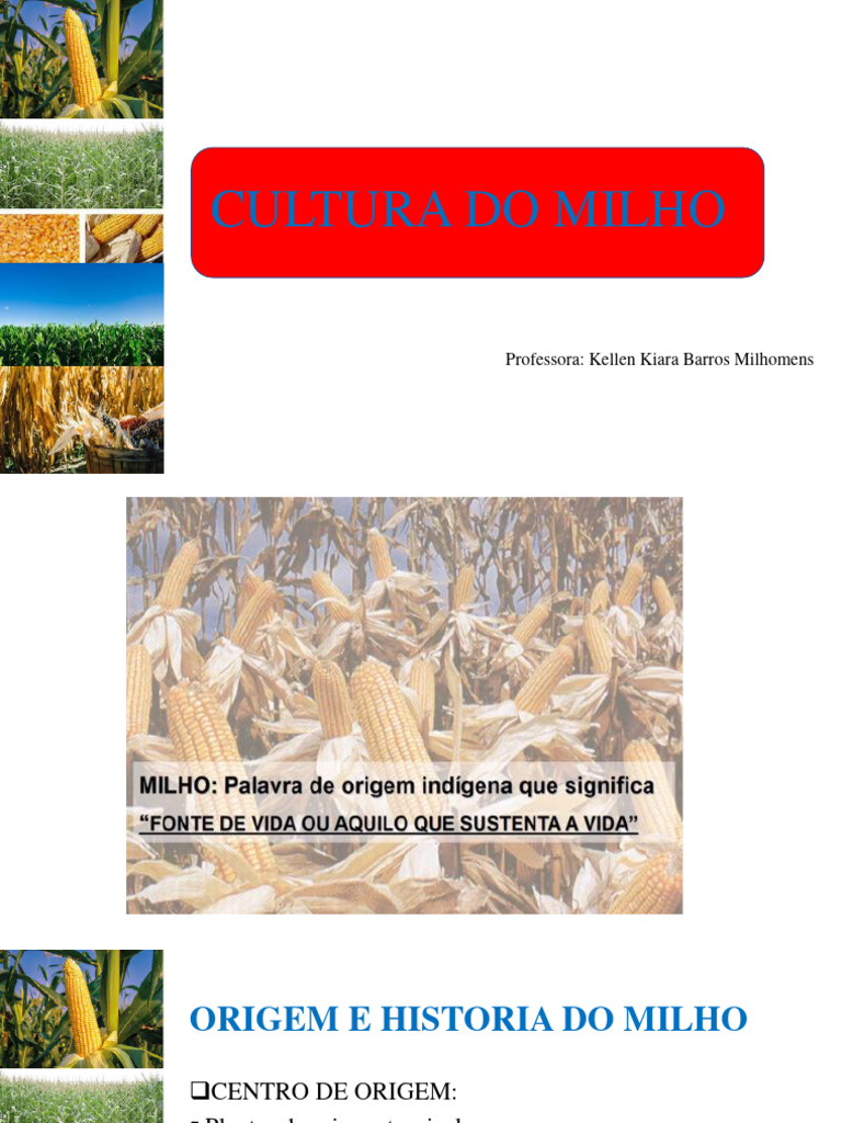 MILHO MORFOLOGIA | Download grátis PDF | Milho | Semente