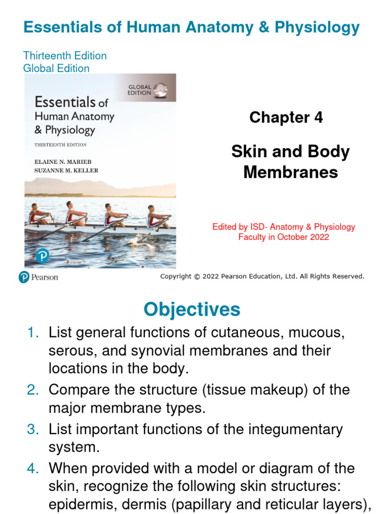 Ch4 Skin and Membranes | PDF | Skin | Integumentary System