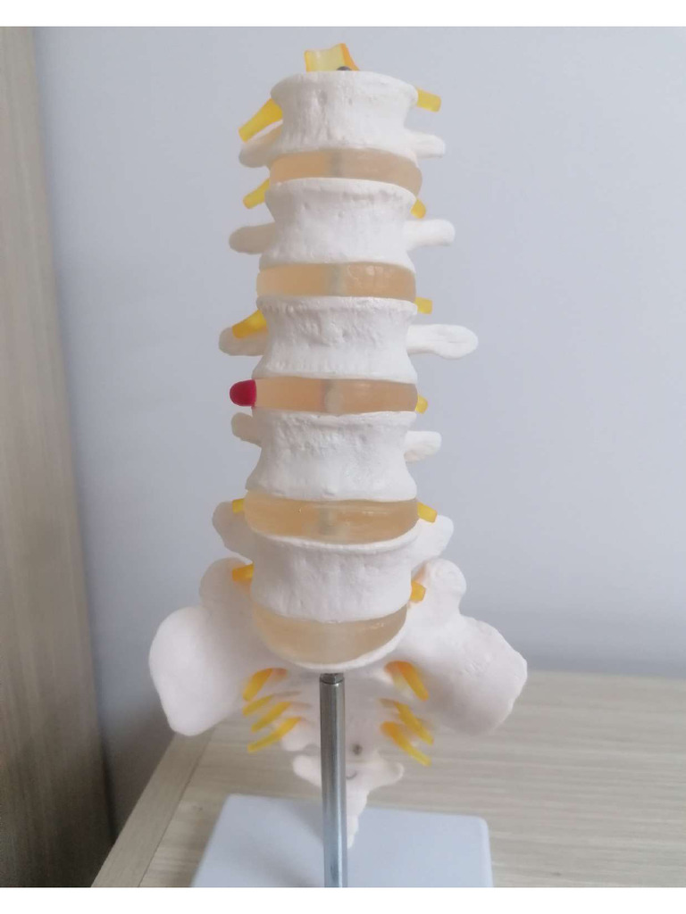 Coloana lombara 1 | PDF