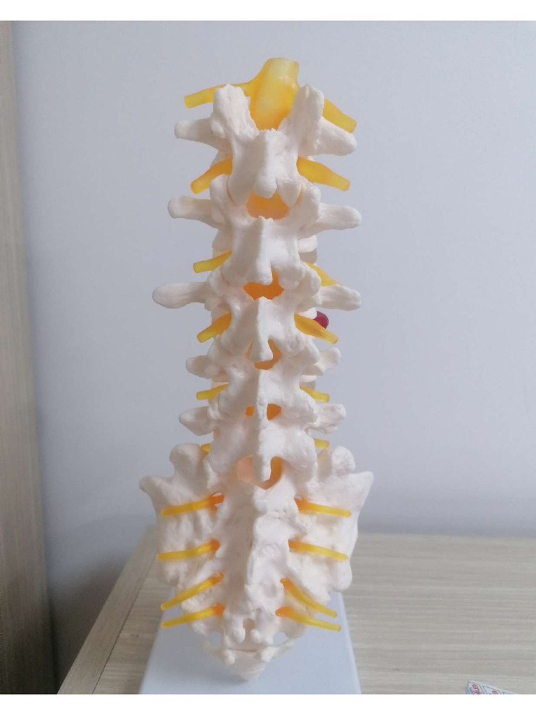 Coloana lombara 3 | PDF