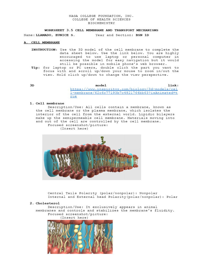 WORKSHEET 3.5 CELL MEMBRANE AND TRANSPORT MECHANISMS | Download Free ...