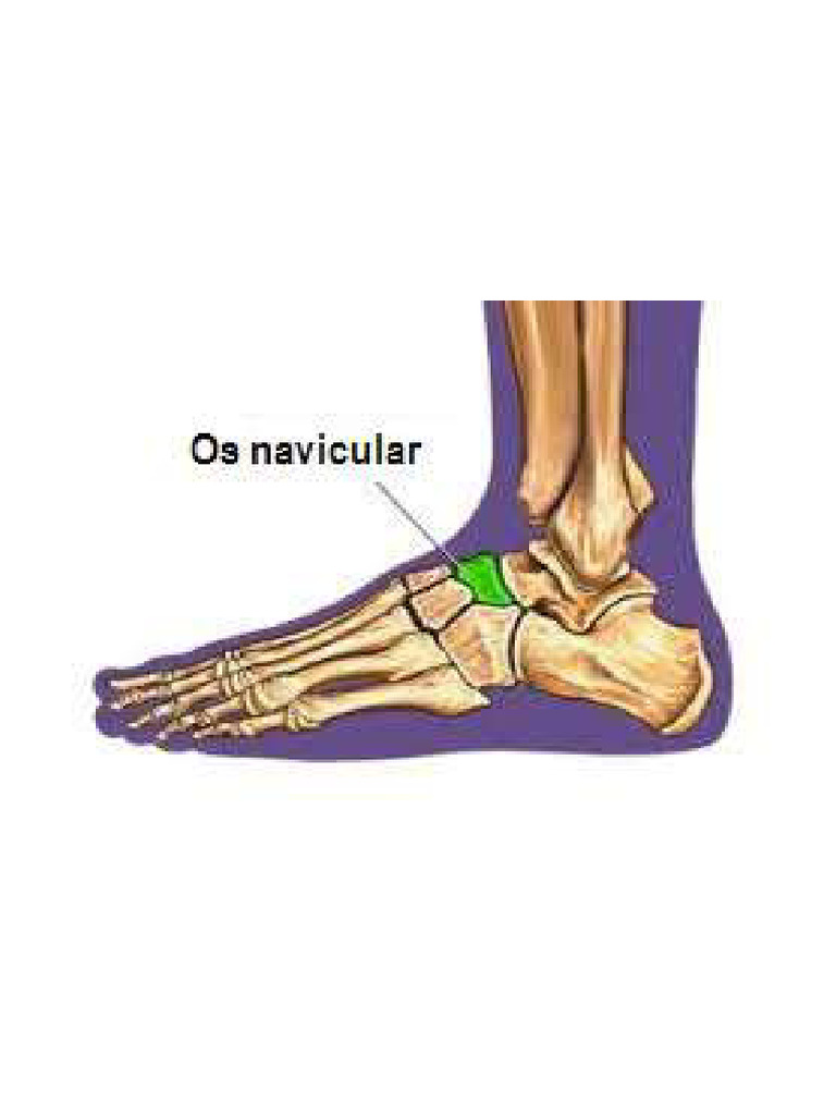 navicular | PDF