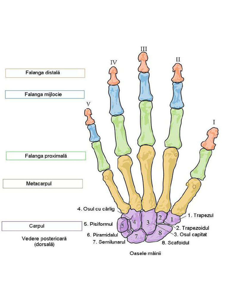 Oasele Mainii - Ro | PDF