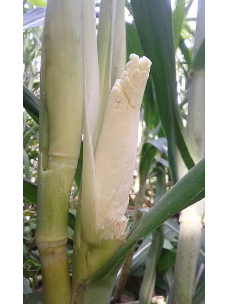 Sayur Lilin | PDF