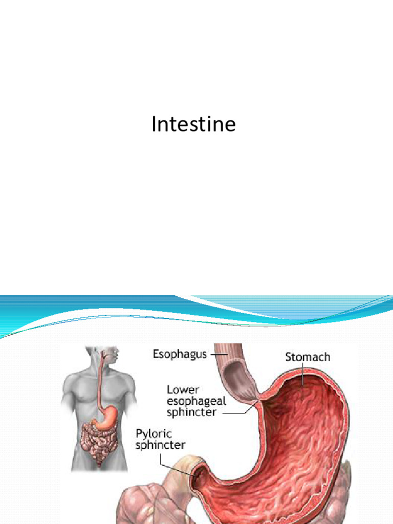 Intestine Kidney Cranial | PDF | Cerebrospinal Fluid | Small Intestine