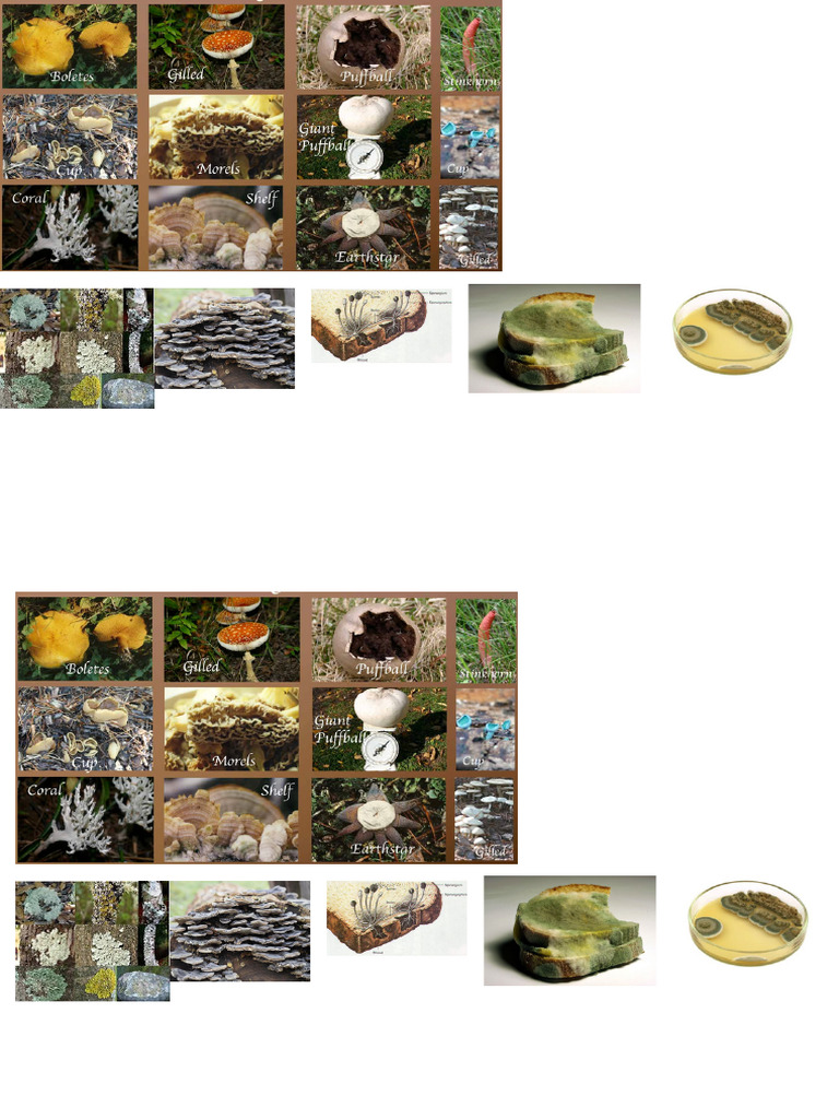 Fungi | PDF