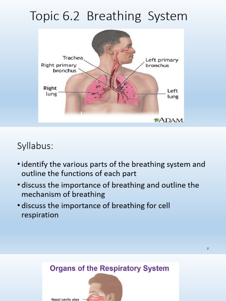 Breathing System Functions and Mechanism | PDF | Respiratory Tract ...