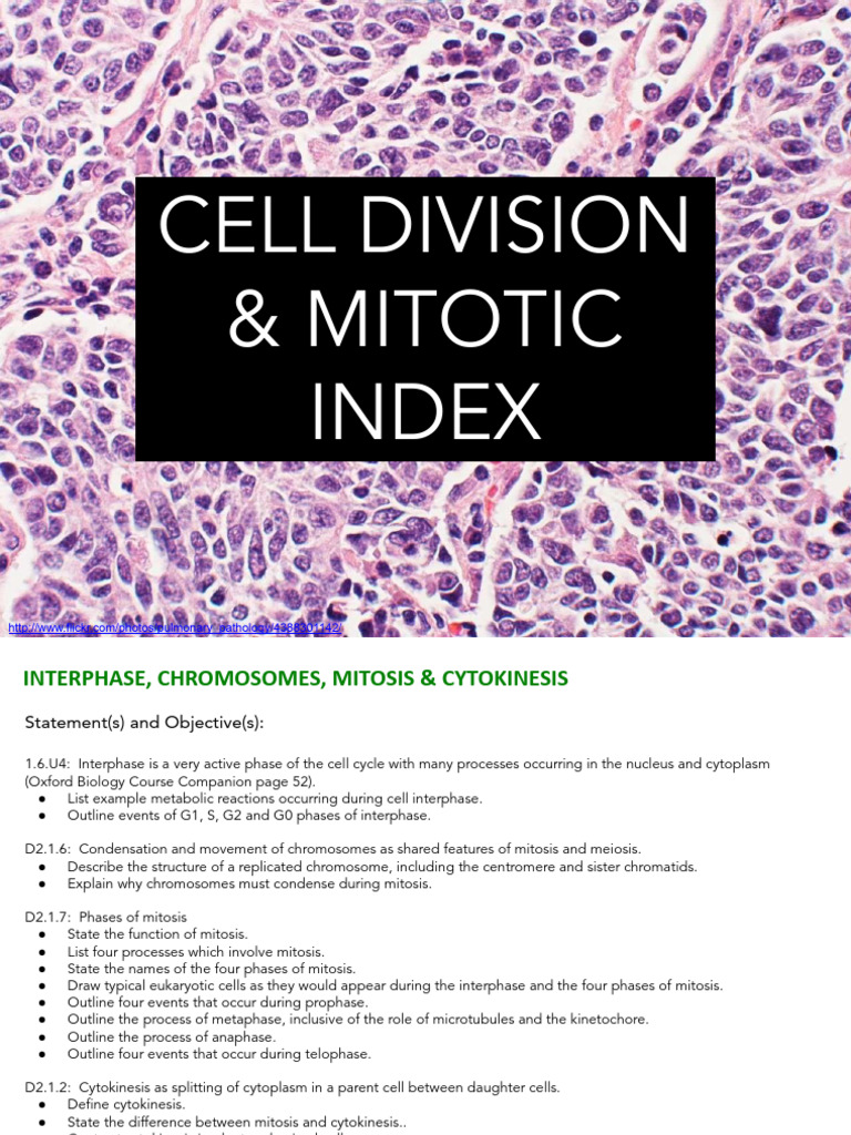 Biology 11 - Cell Division & Mitotic Index | PDF | Mitosis | Chromosome
