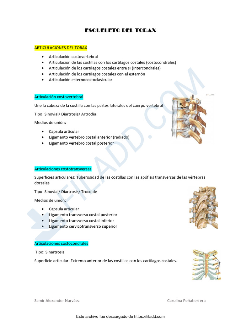 Articulaciones y Estructura del Tórax | PDF | Articulación | Tórax