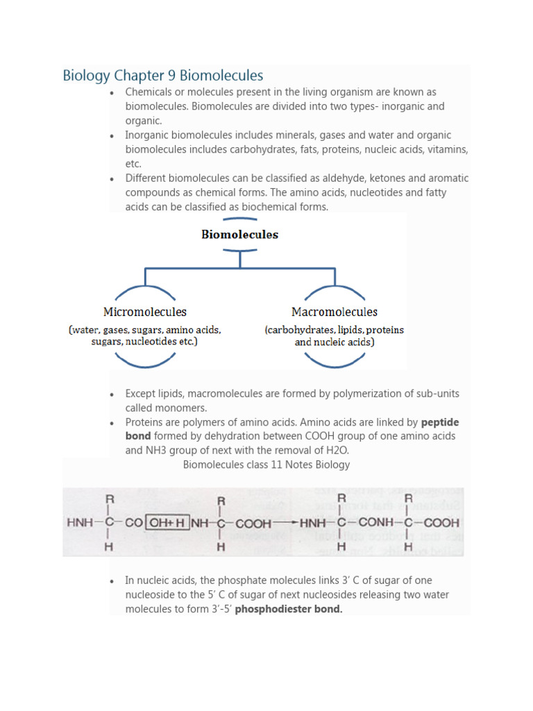 Biomolecules Notes XI | PDF | Enzyme | Biomolecules