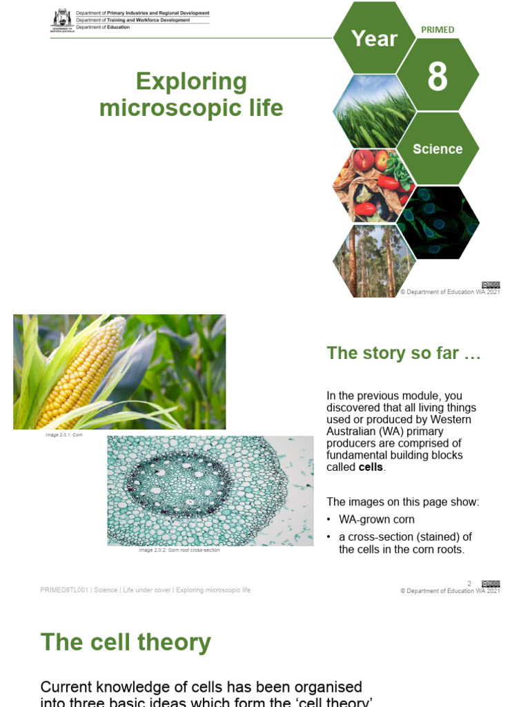 Science Y8 2 0 ExploringMicroscopicLife | PDF | Microscope | Electron ...