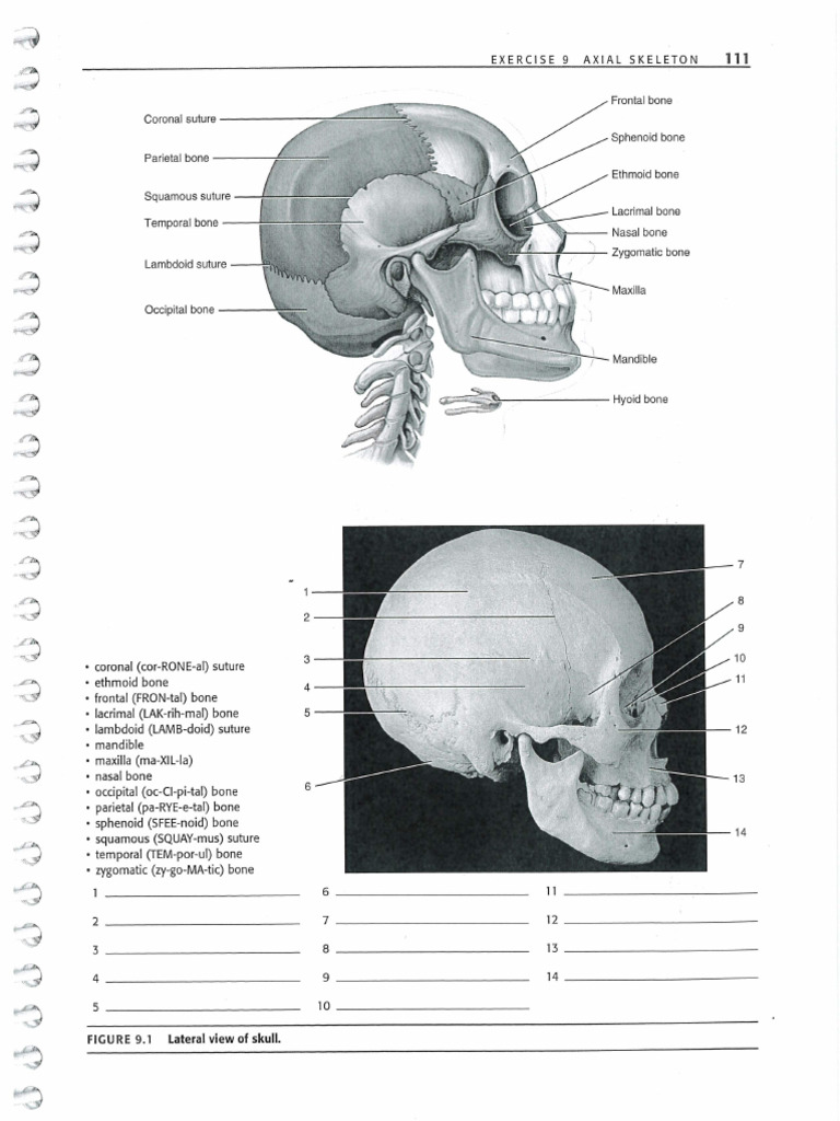 Axial Skeleton | PDF
