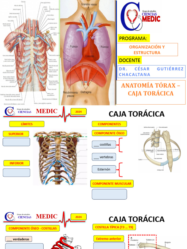 Anatomía - Caja Torácica | PDF | Tórax | Sistema esquelético