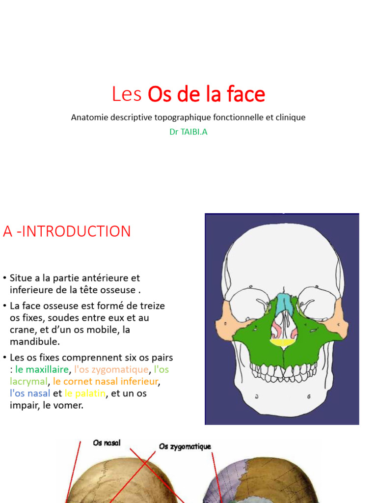 Anatomie des os de la face humaine | PDF | Anatomie | Anatomie humaine