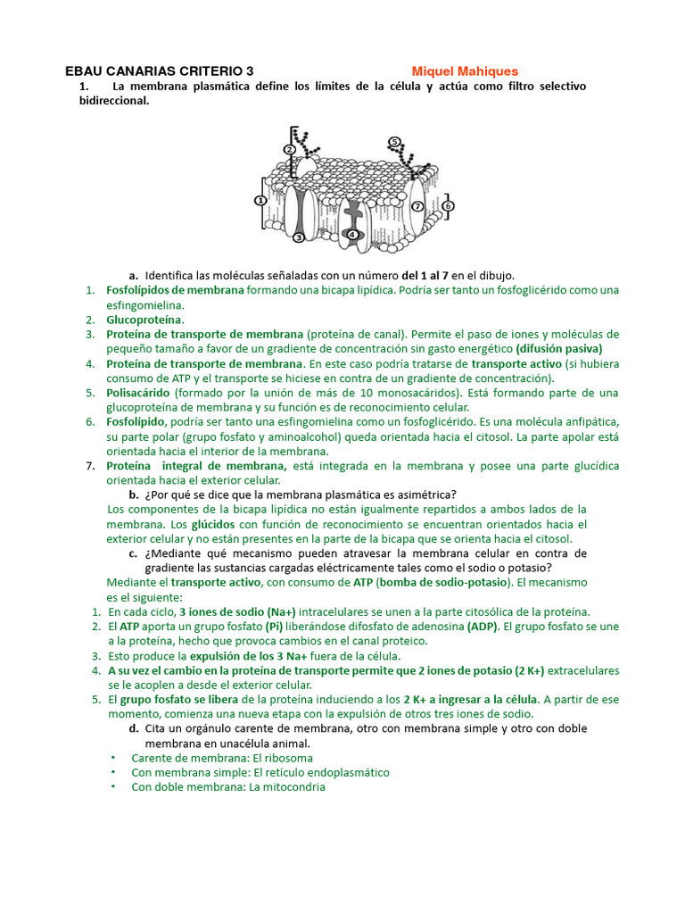 Ebau c3 Solucion | PDF | Membrana celular | Biología Celular)