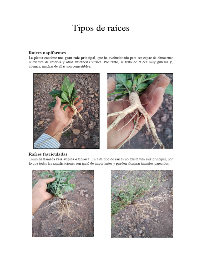 Tipos de Raíces | PDF | Hoja | Raíz