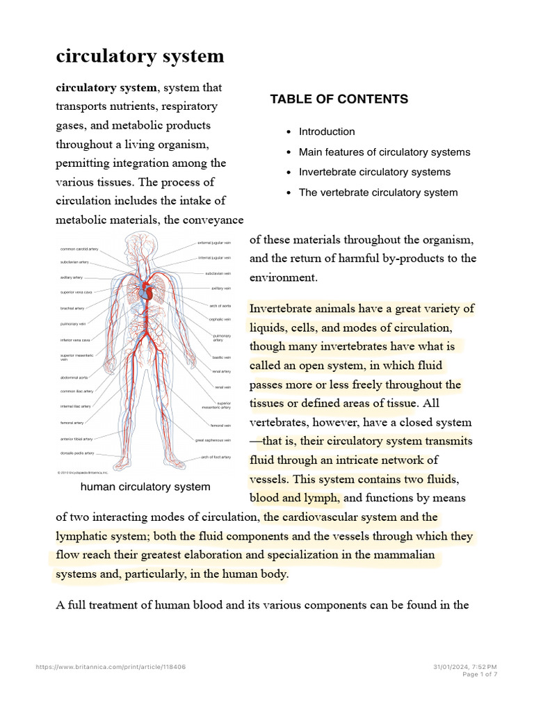 Overview of the Human Circulatory System | PDF | Heart | Circulatory System