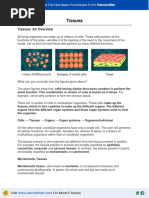 Tissues Class 9 Notes | PDF | Epithelium | Tissue (Biology)