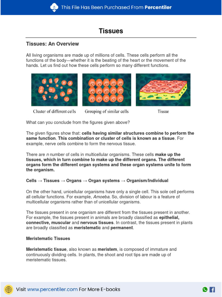 Tissues | PDF | Epithelium | Tissue (Biology)