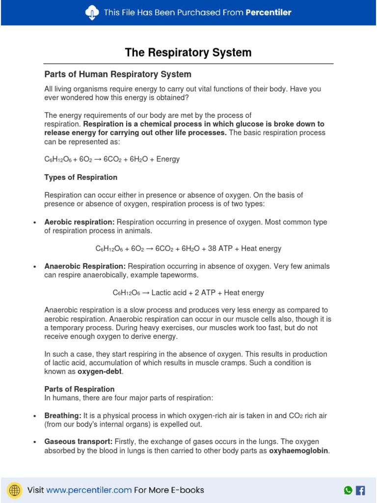 The Respiratory System | Download Free PDF | Lung | Breathing