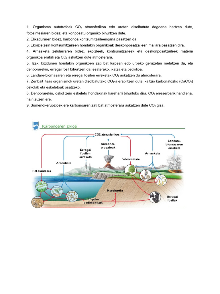 Bio Geo Ziklo Biogeokimikoak | PDF