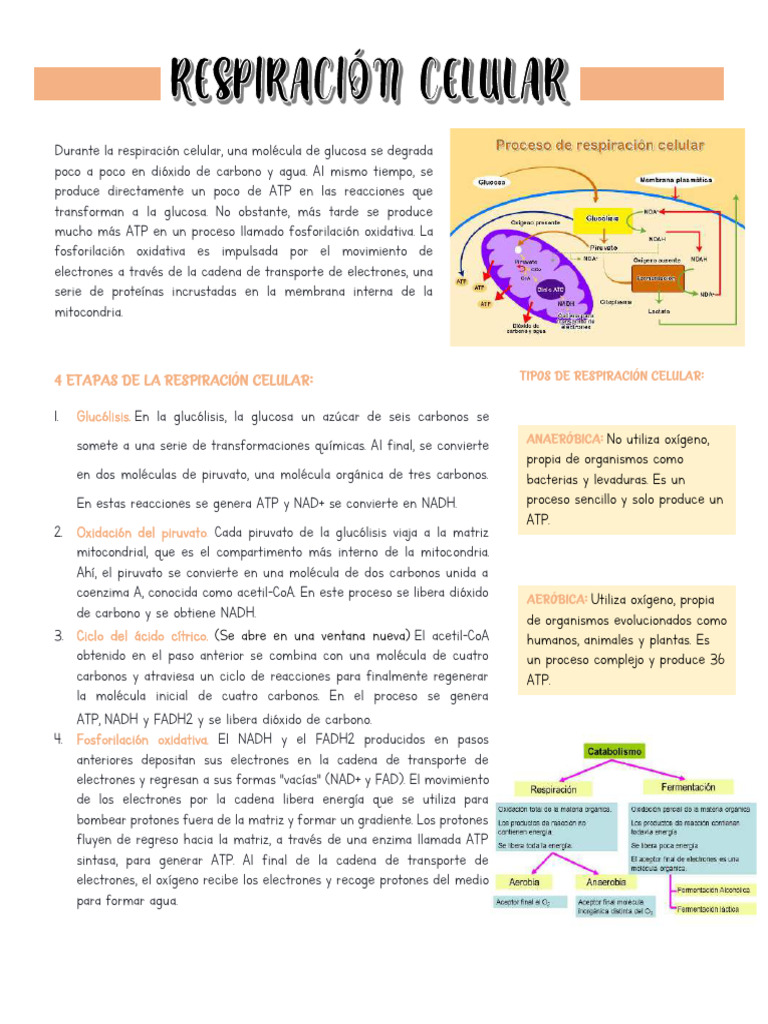 Respiracion Celular | PDF | Trifosfato de adenosina | Respiración celular