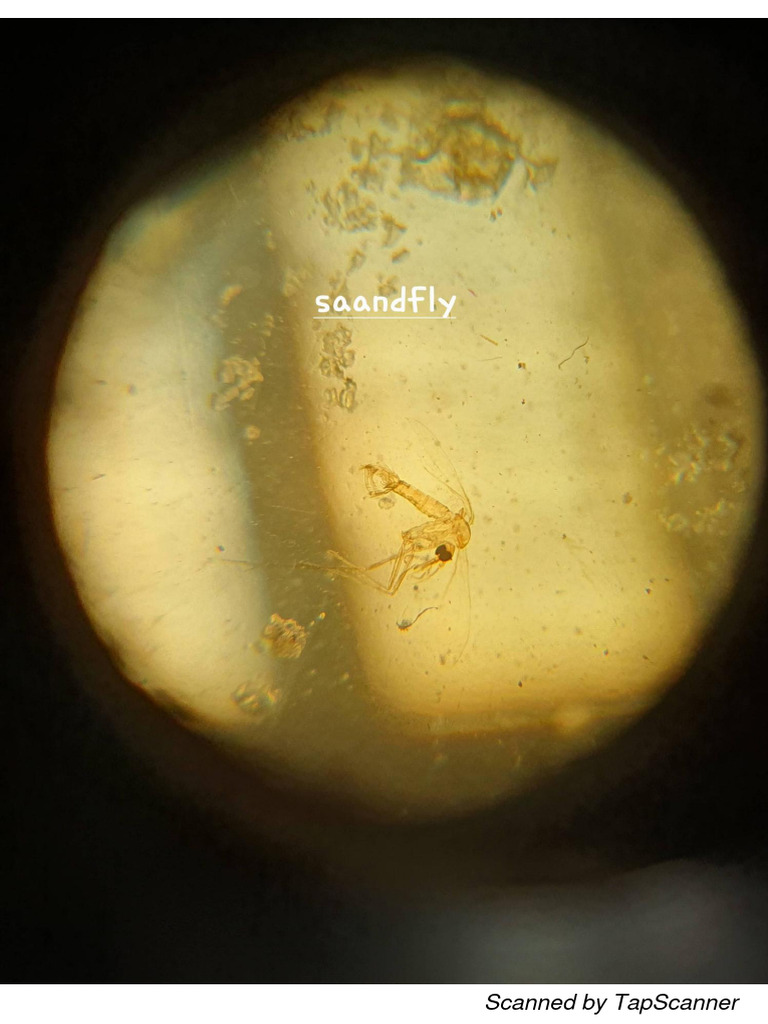 PSM Spots | PDF | Science & Mathematics