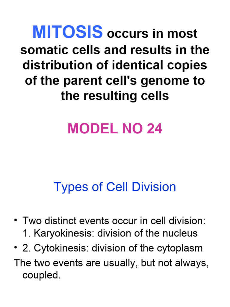 1.cell Division Model | PDF | Meiosis | Mitosis
