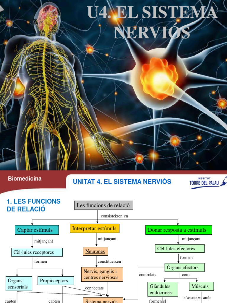 U4 El Sistema Nervios Actualitzat Maig 2024 | PDF
