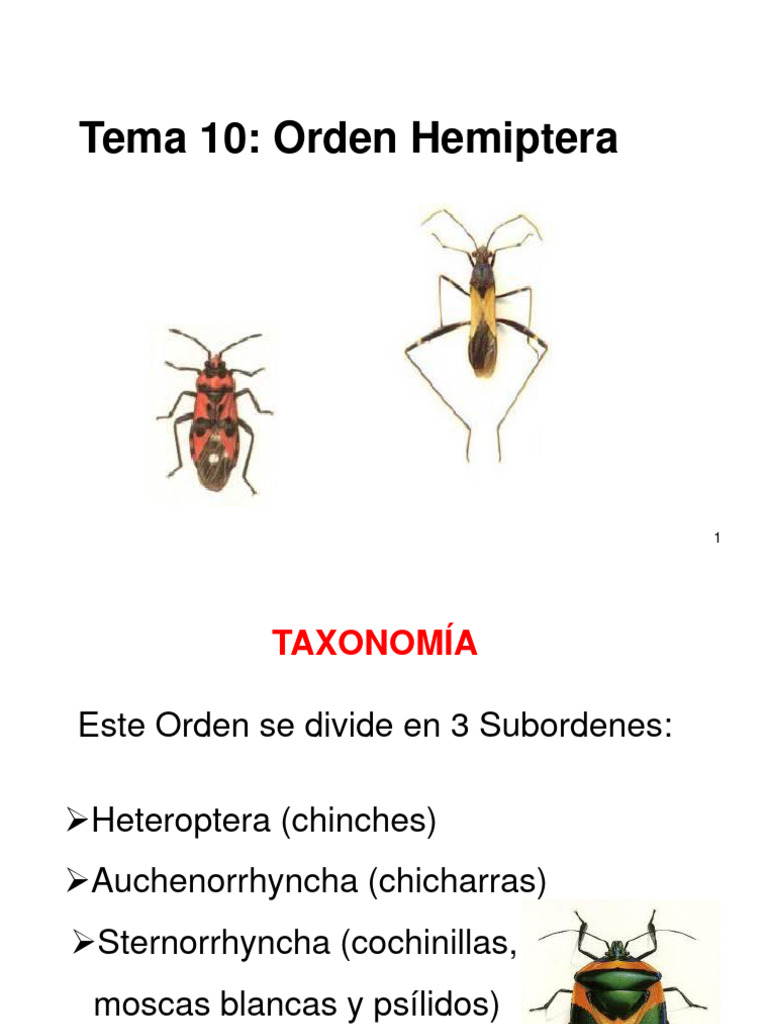 Tema 10_ Orden Hemiptera | PDF | Insectos