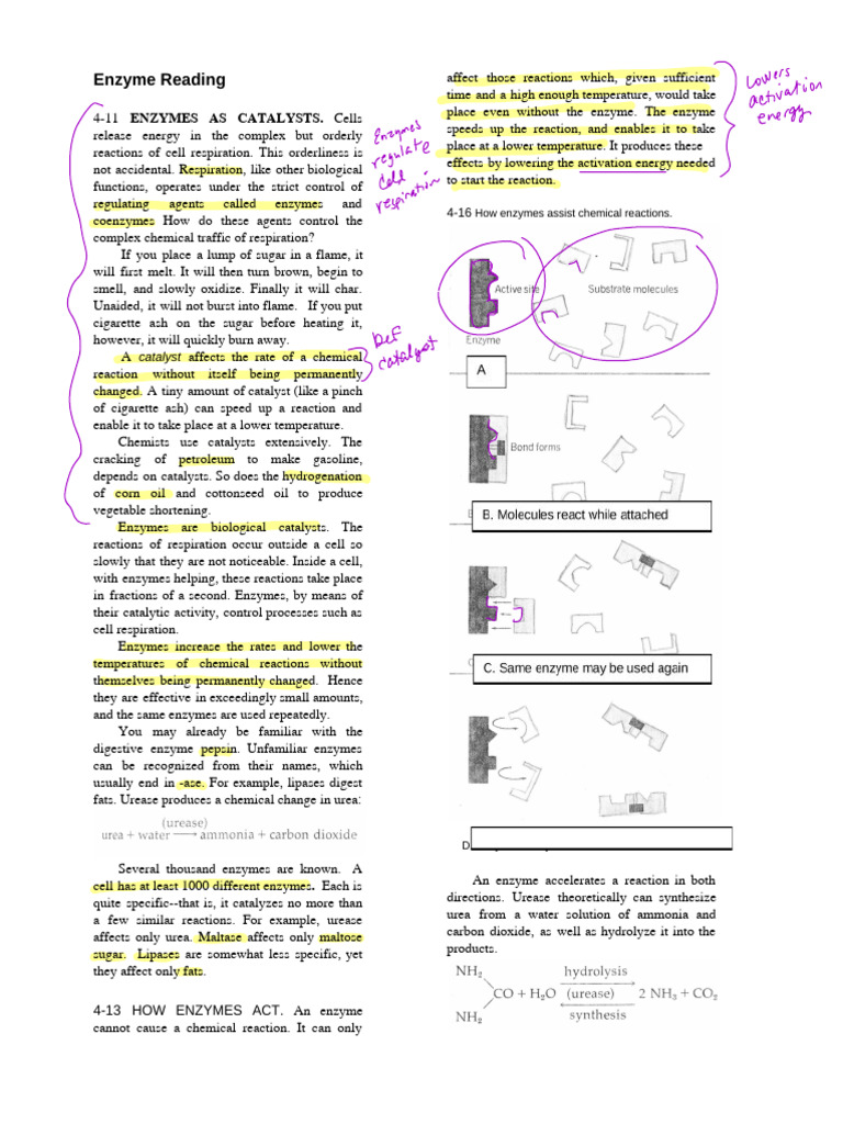 Enzyme Reading and Assignment | PDF | Enzyme | Active Site