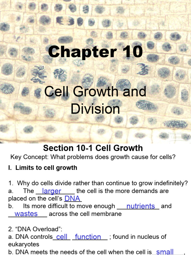 Cell Growth, Division, and Cycle Explained | PDF | Mitosis | Cell (Biology)