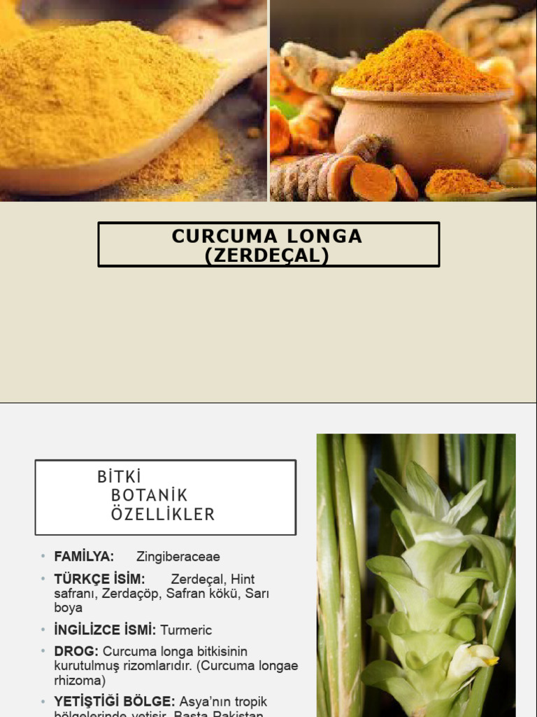 Curcuma Longa | PDF
