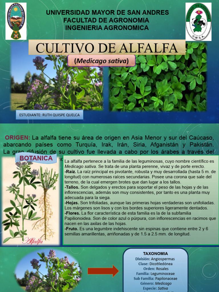 Cultivo de Alfalfa | PDF | Alfalfa | Pasto