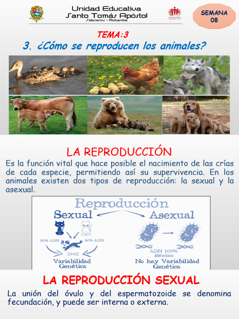 Diapositivas CCNN Semana 8 Como Se Reproducen Los Animales | PDF ...