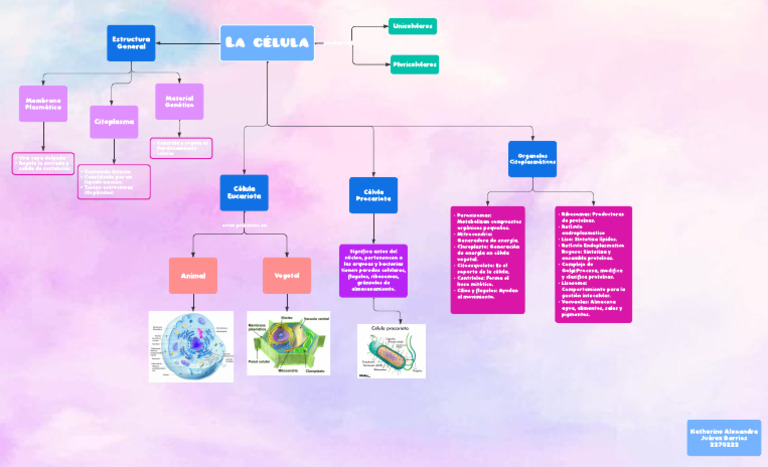 Mapa conceptual de la célula | Descargar gratis PDF | Anatomía | Citoplasma