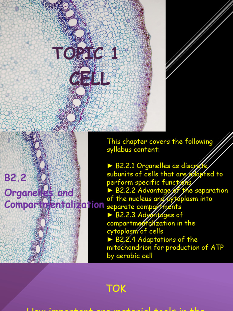 Organelles and Cell Compartmentalization | PDF | Cell (Biology) | Cell ...