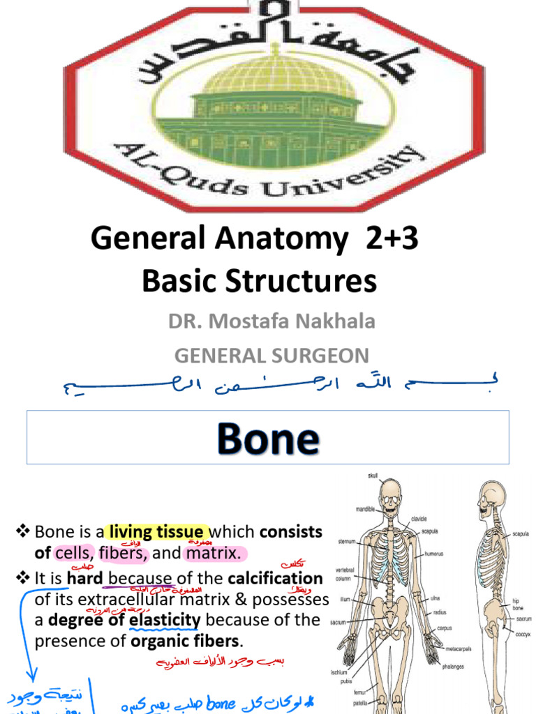 General Anatomy 2+3. Basic Structure | Download Free PDF | Skeletal ...