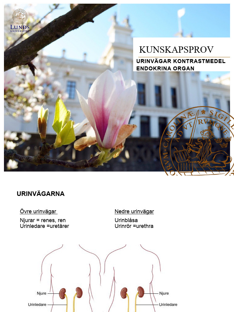 Urinvägar Kontrastmedel Endokrina Organ | PDF