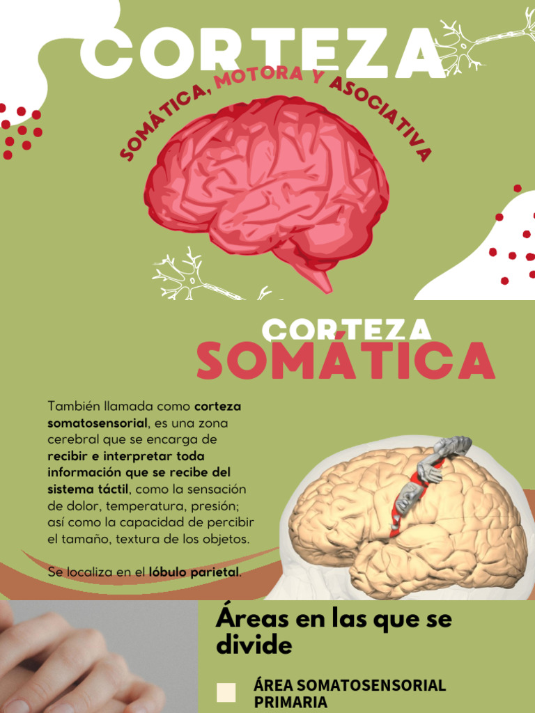 Corteza Somática, Motora y Asociativa - 20240522 - 071750 - 0000 | PDF ...