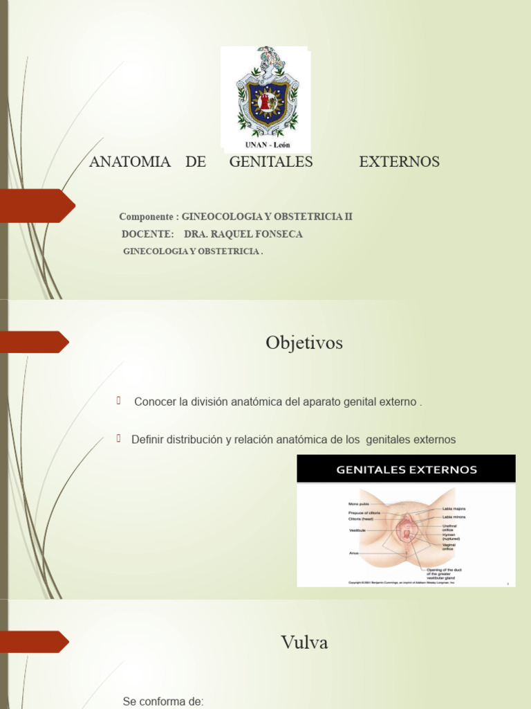 Anatomia de Genitales Externos | PDF | Labios | Sistema Reproductor ...