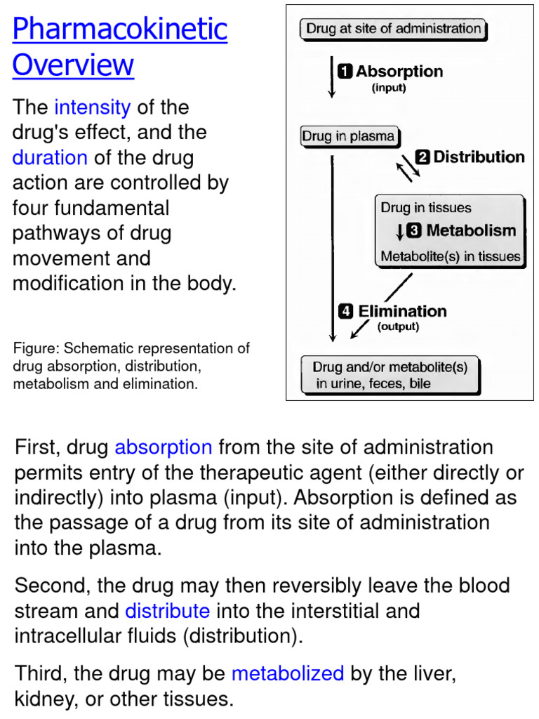 Pharmacokinetics | PDF | Pharmacokinetics | Bioavailability