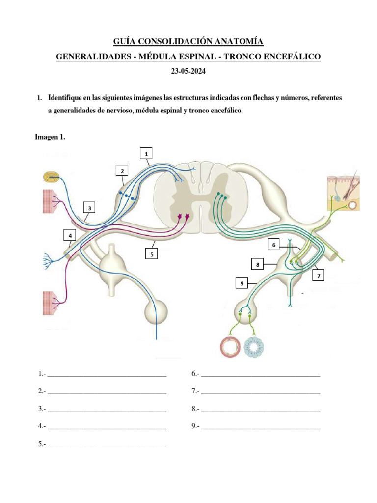 Guía Consolidación Anatomía Generalidades De Neuroanatomía Médula