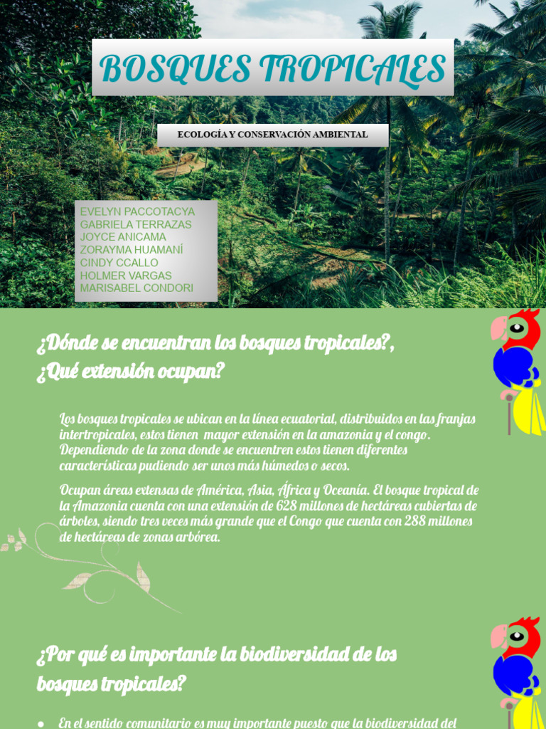 Bosques Tropicales | PDF | Los bosques | Zona tropical