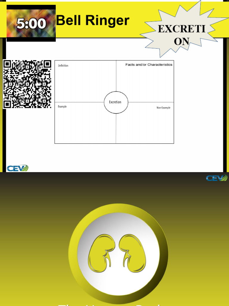 The Urinary System iCEV | PDF | Kidney | Urinary System