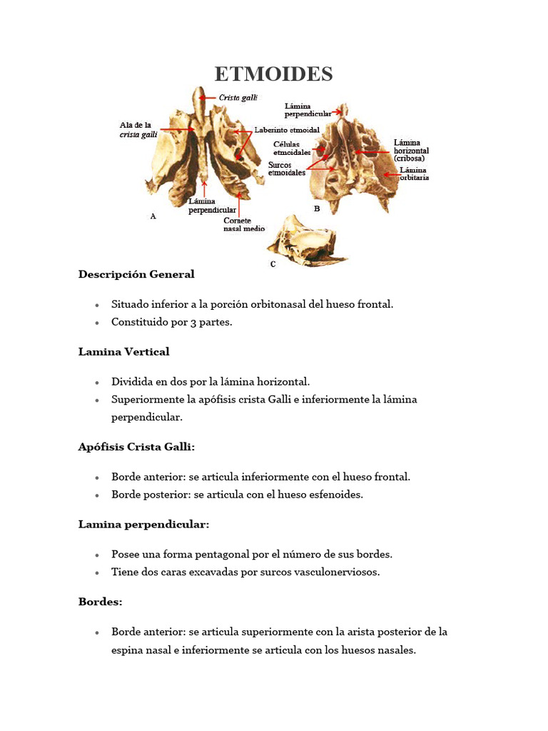 Anatomía del Hueso Etmoides: Estructura y Función | PDF | Sistema ...