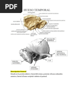 Anatomía de la Fosa Temporal | PDF | Cráneo | Cabeza y cuello humanos