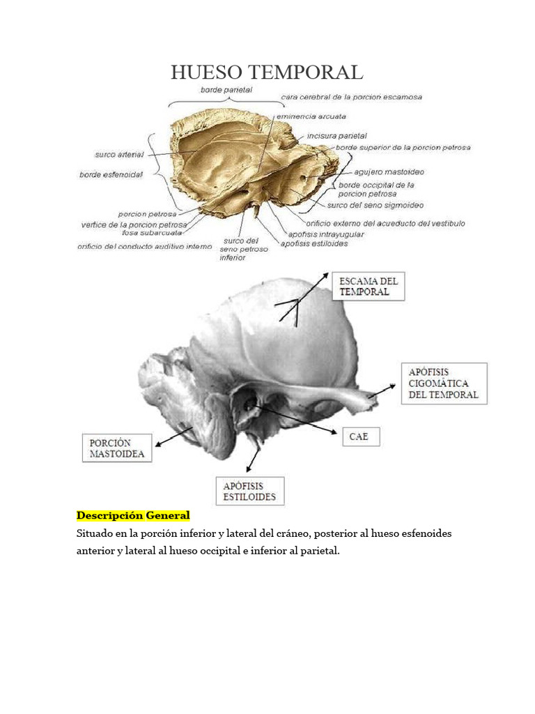 HUESO TEMPORAL | Descargar gratis PDF | Cabeza y cuello humanos ...